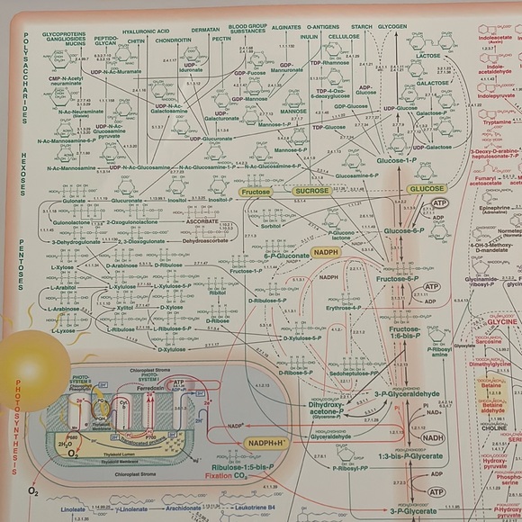 Other | Metabolic Pathways Poster | Poshmark